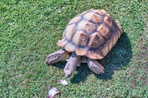10 Things You Didn’t Know About Tortoise Shells