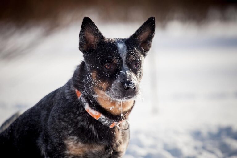 10 Best Dog Breeds for Rural Living