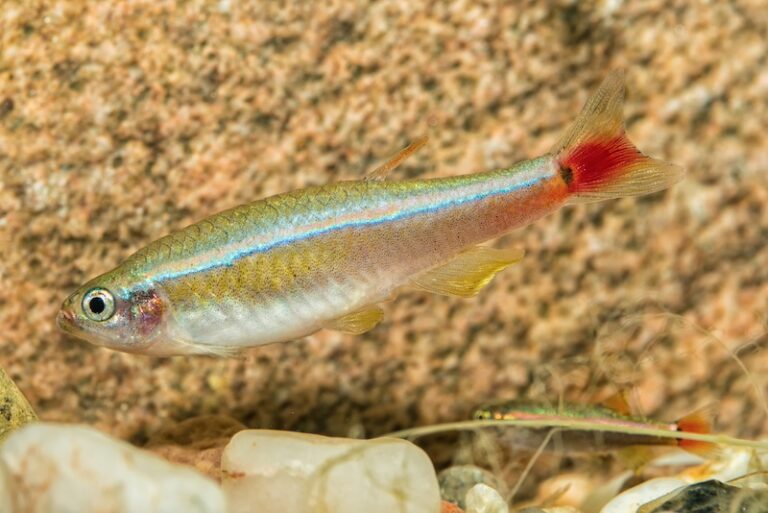 10 Fish Species That Are Perfect for Small Tanks
