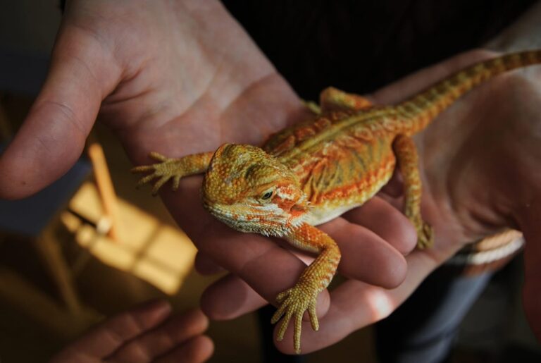 Top 10 Beginner-Friendly Reptiles for First-Time Owners