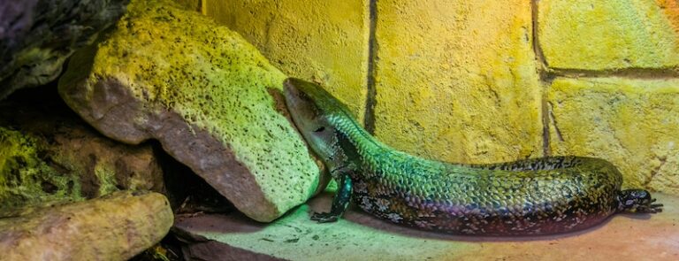 Top 10 Beginner-Friendly Reptiles for First-Time Owners