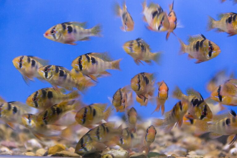 10 Most Active Fish for a Lively Aquarium