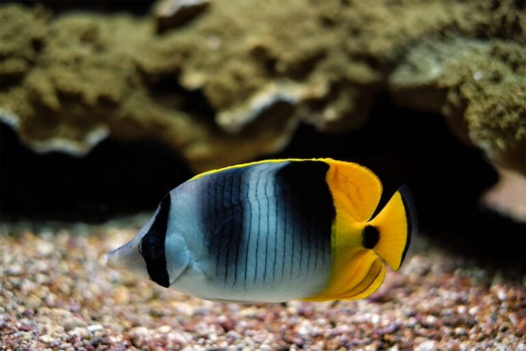 10 Fish Species with the Most Unique Patterns