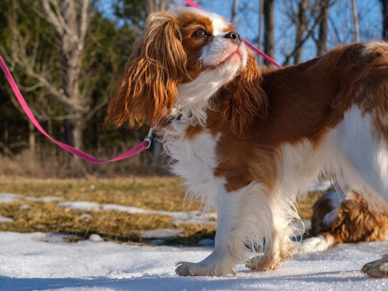 10 Dog Breeds That Are Known For Their Gentle Temperament