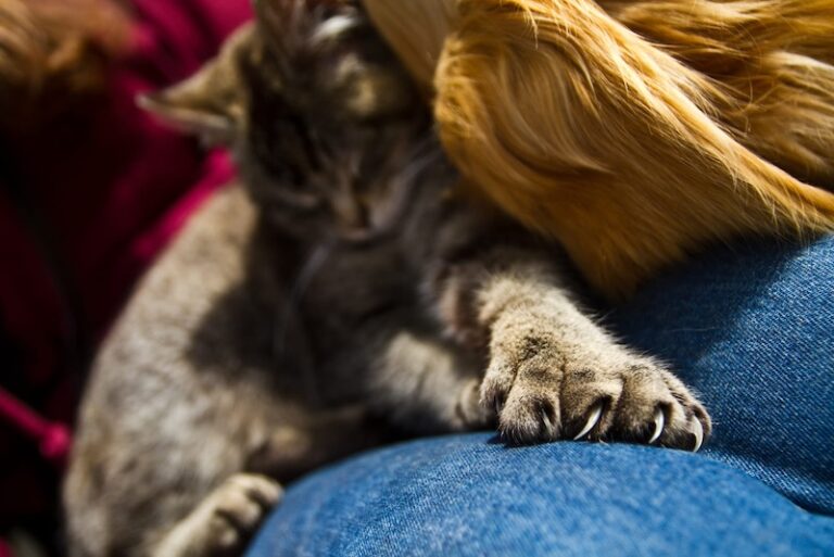 10 Things You Didn't Know About Cats' Claws