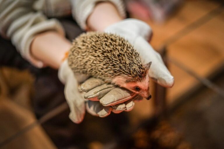 10 Fun Facts About Hedgehogs