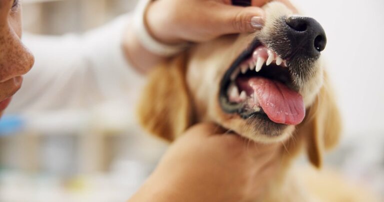 5 Interesting Facts About Dogs' Teeth