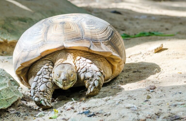 10 Things You Didn’t Know About Tortoise Shells
