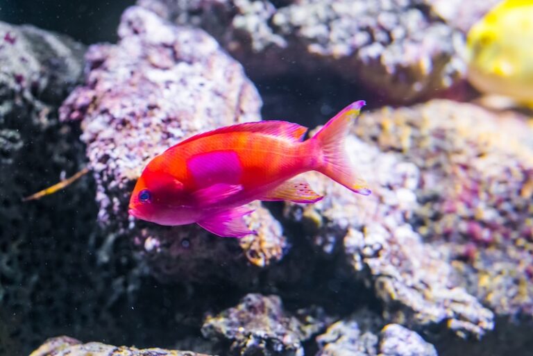 10 Fish Species with the Most Unique Patterns