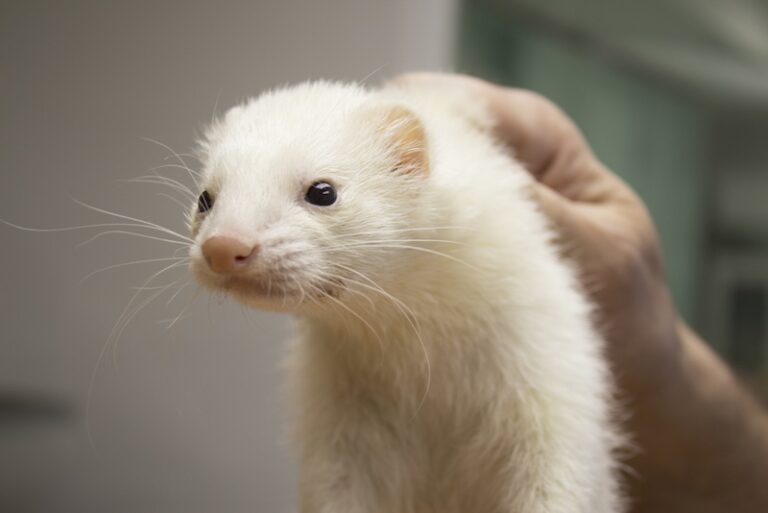 10 Most Popular Pets in the United States