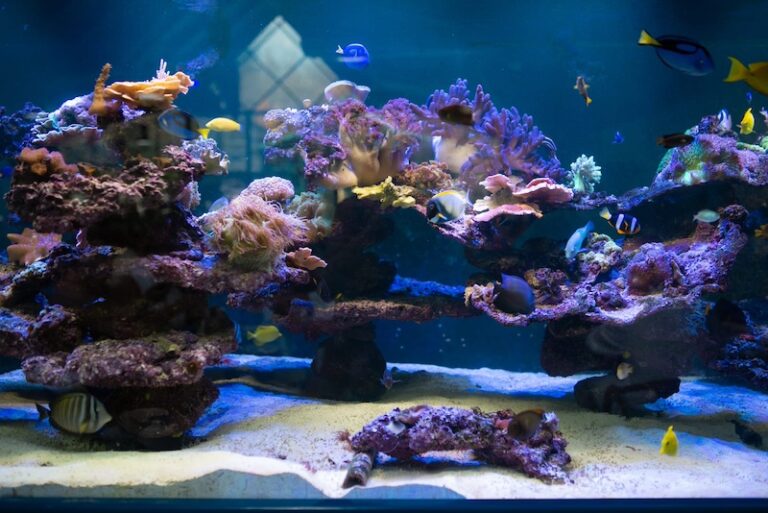 10 Tips for Keeping Your Fish Tank Clean