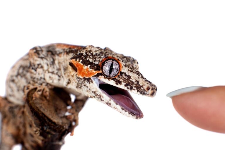 Top 10 Beginner-Friendly Reptiles for First-Time Owners