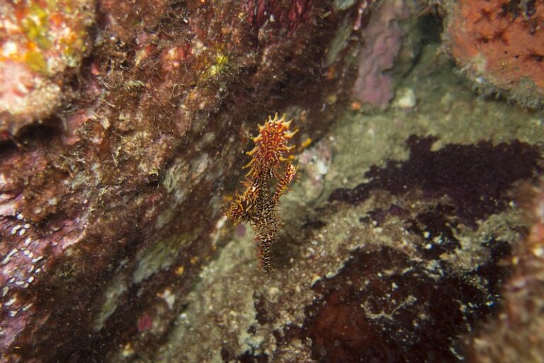 10 Unique Fish with Striking Fin Shapes