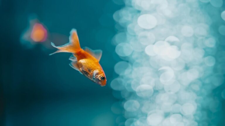 10 Most Active Fish for a Lively Aquarium