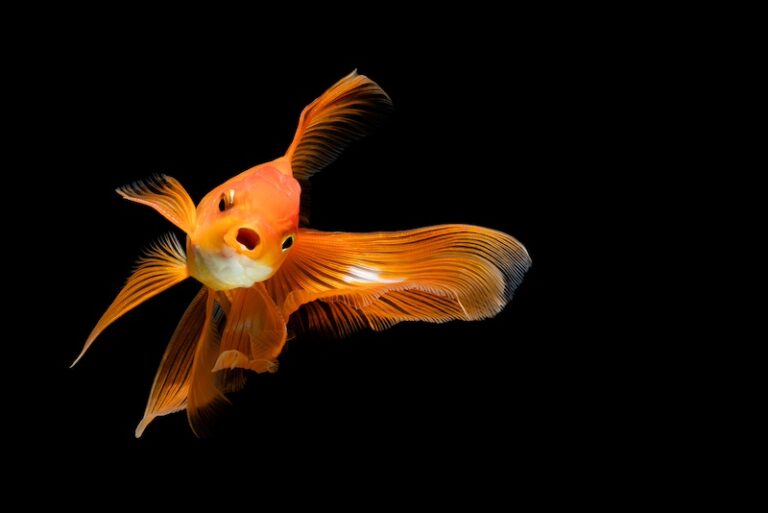 10 Interesting Facts About Goldfish