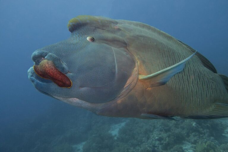 10 Unique Fish with Striking Fin Shapes