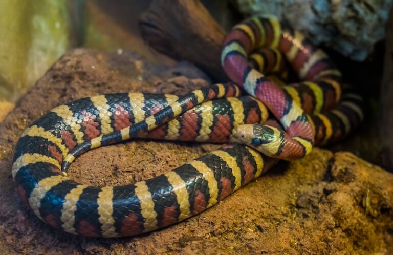 Top 10 Beginner-Friendly Reptiles for First-Time Owners