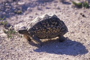 10 Things You Didn’t Know About Tortoise Shells