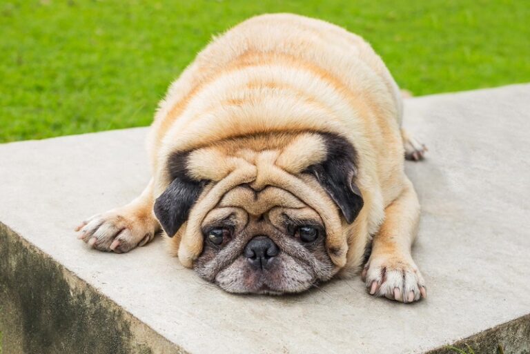 10 Dog Breeds That Are Famous for Their Wrinkles