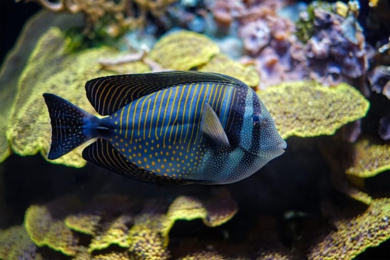 10 Unique Fish with Striking Fin Shapes