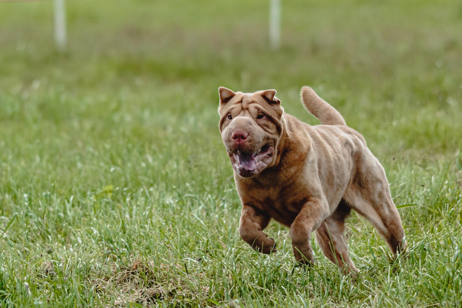 10 Dog Breeds Known For Their Unique Appearances