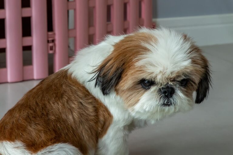 10 Interesting Facts About Shih Tzus