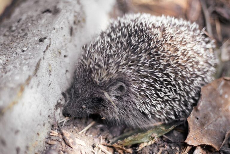 10 Fun Facts About Hedgehogs