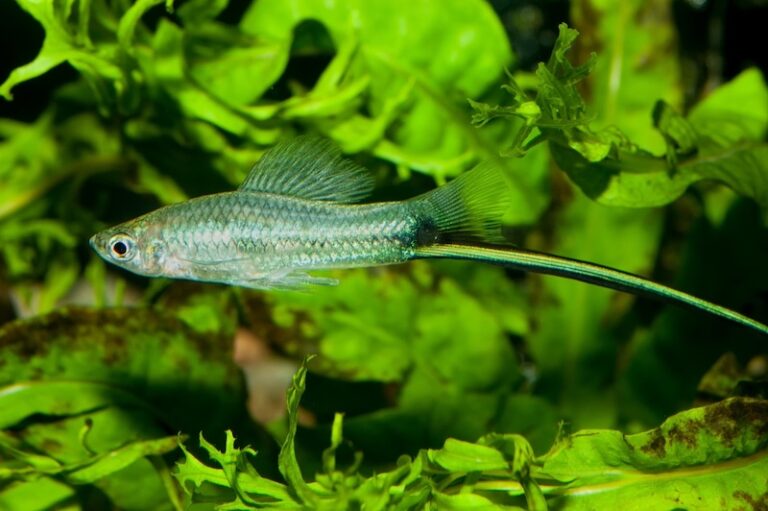 10 Hardiest Fish for New Aquariums