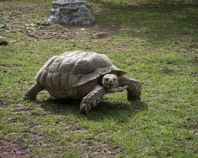 10 Things You Didn’t Know About Tortoise Shells