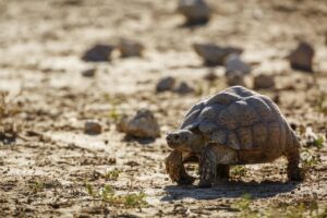 10 Things You Didn’t Know About Tortoise Shells
