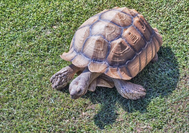 10 Things You Didn’t Know About Tortoise Shells