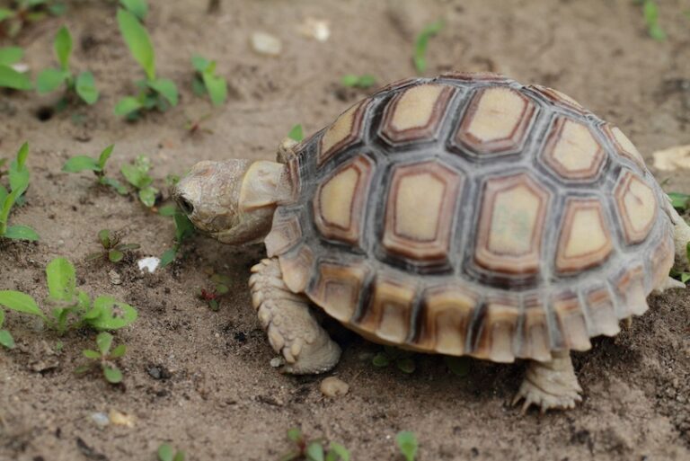 10 Things You Didn’t Know About Tortoise Shells