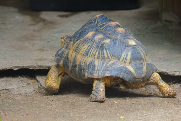 10 Things You Didn’t Know About Tortoise Shells