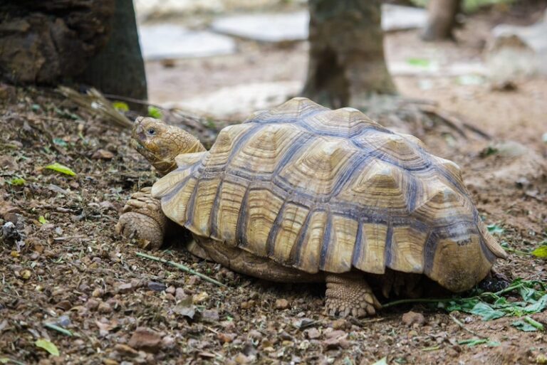10 Things You Didn’t Know About Tortoise Shells