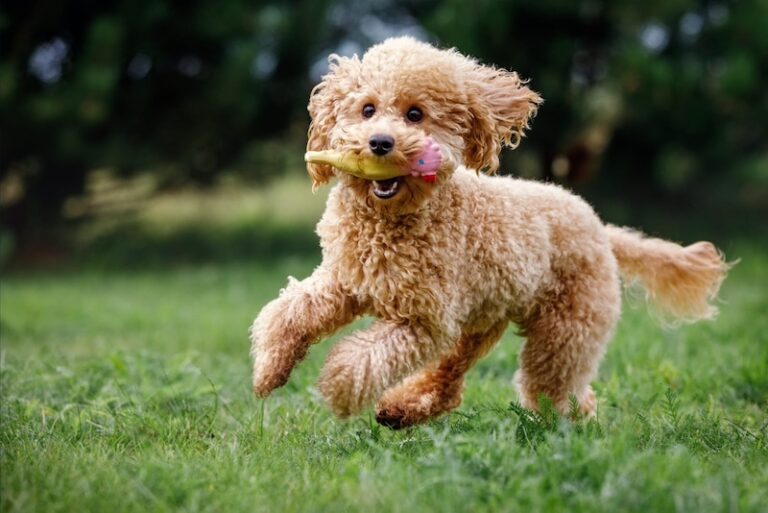 10 Small Dog Breeds That Are Easy to House Train
