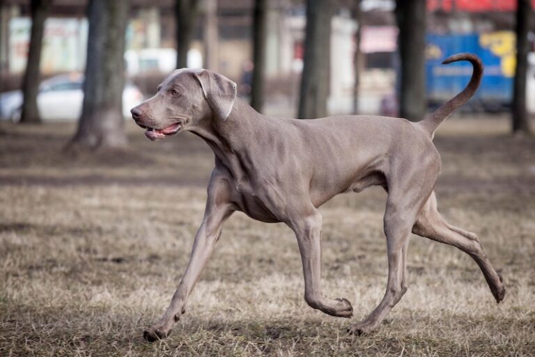 10 Dog Breeds That Have Webbed Feet