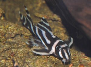 10 Fish Species with the Most Unique Patterns