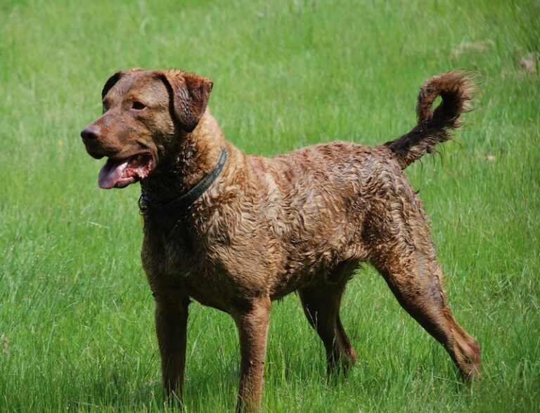 10 Dog Breeds That Have Webbed Feet