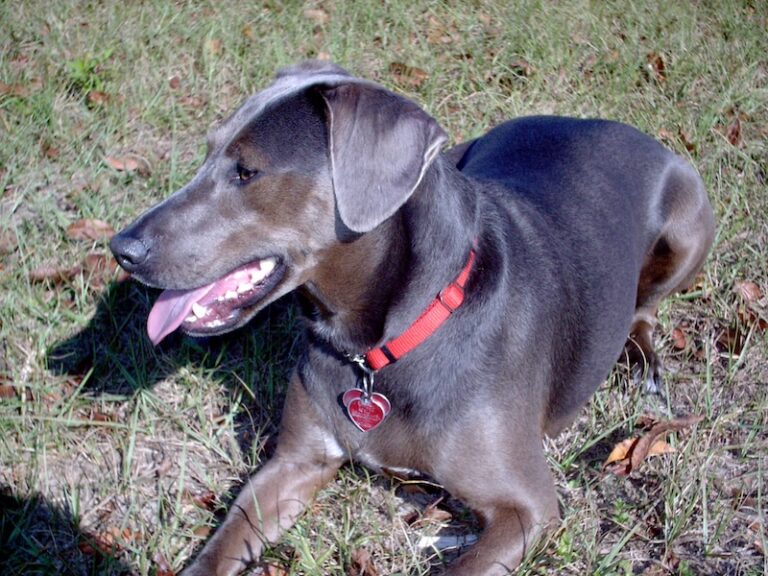 13 U.S. States That Have Official State Dogs