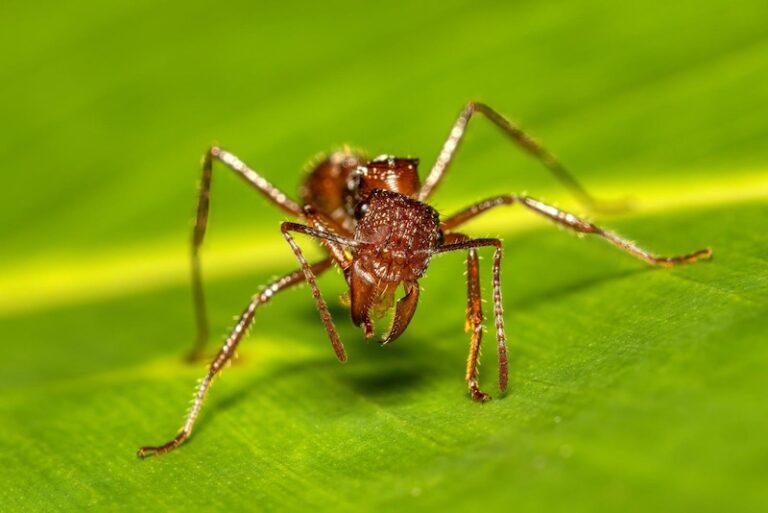 10 Insects Known for Their Incredible Strength