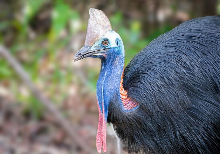 10 Animals That Evolved From Dinosaurs