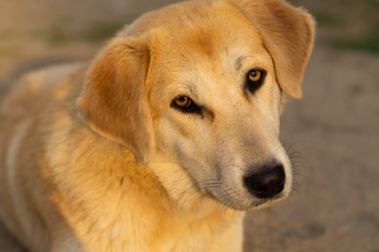 13 U.S. States That Have Official State Dogs