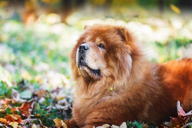 10 Dog Breeds That Are Surprisingly Shy