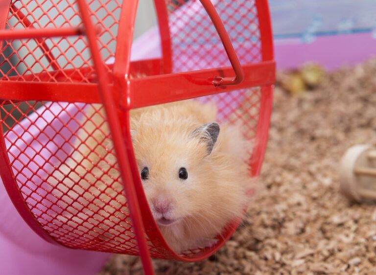 10 Fun Facts About Hamster Behavior