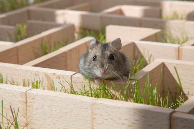10 Fun Facts About Hamster Behavior