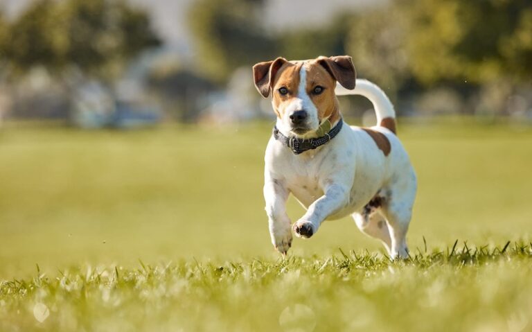 10 Dog Breeds That Are the Best at Climbing