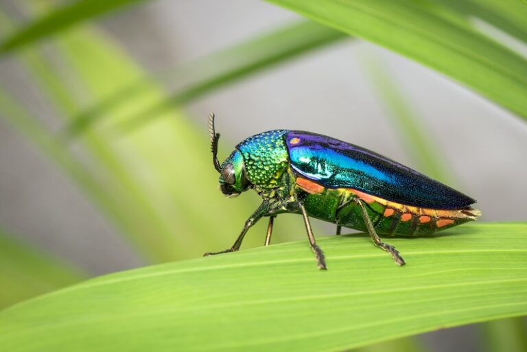 10 Insects with the Most Incredible Camouflage