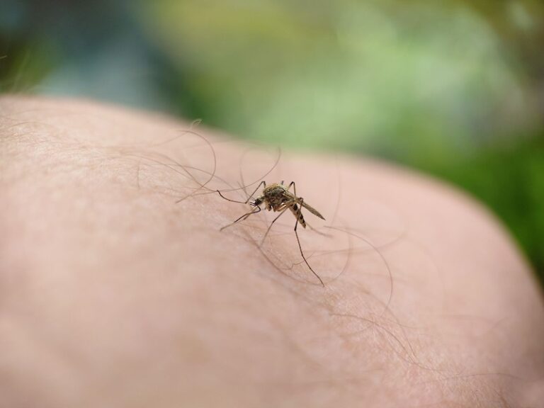 10 of the World's Deadliest Insects