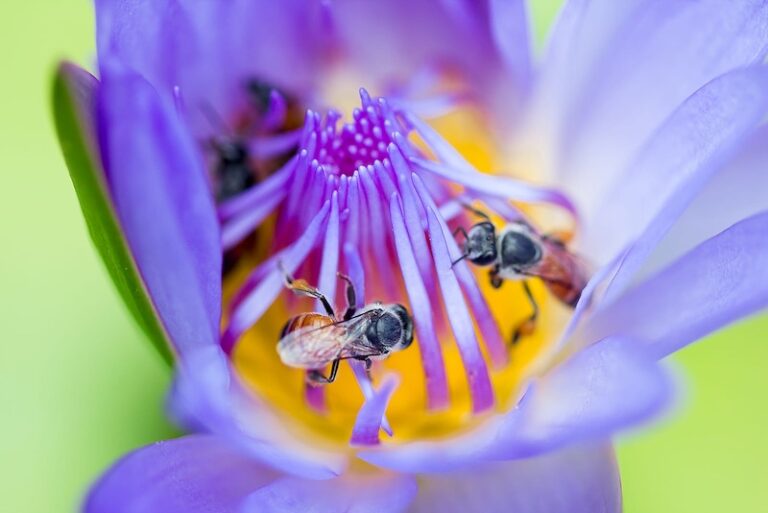 10 Incredible Facts About Bees and Their Importance