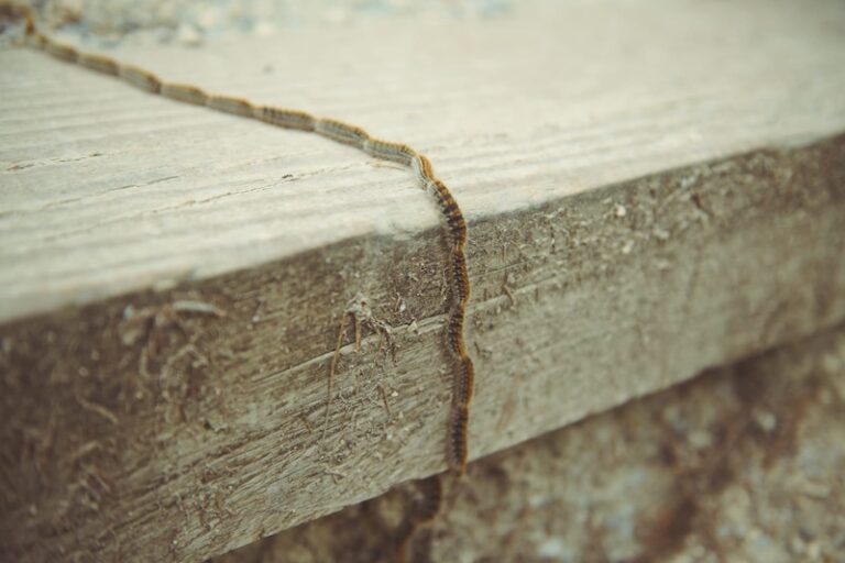 10 Ways Insects Benefit Humans